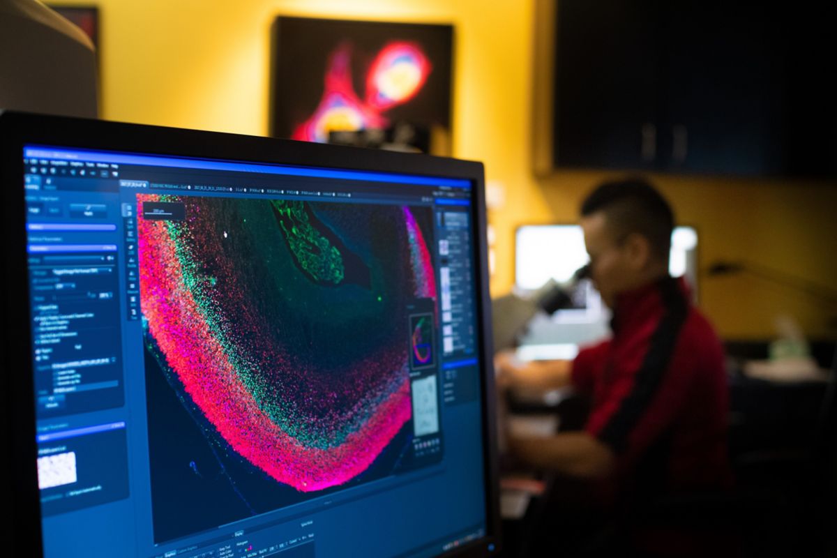 Developmental Neurobiology | St. Jude Research