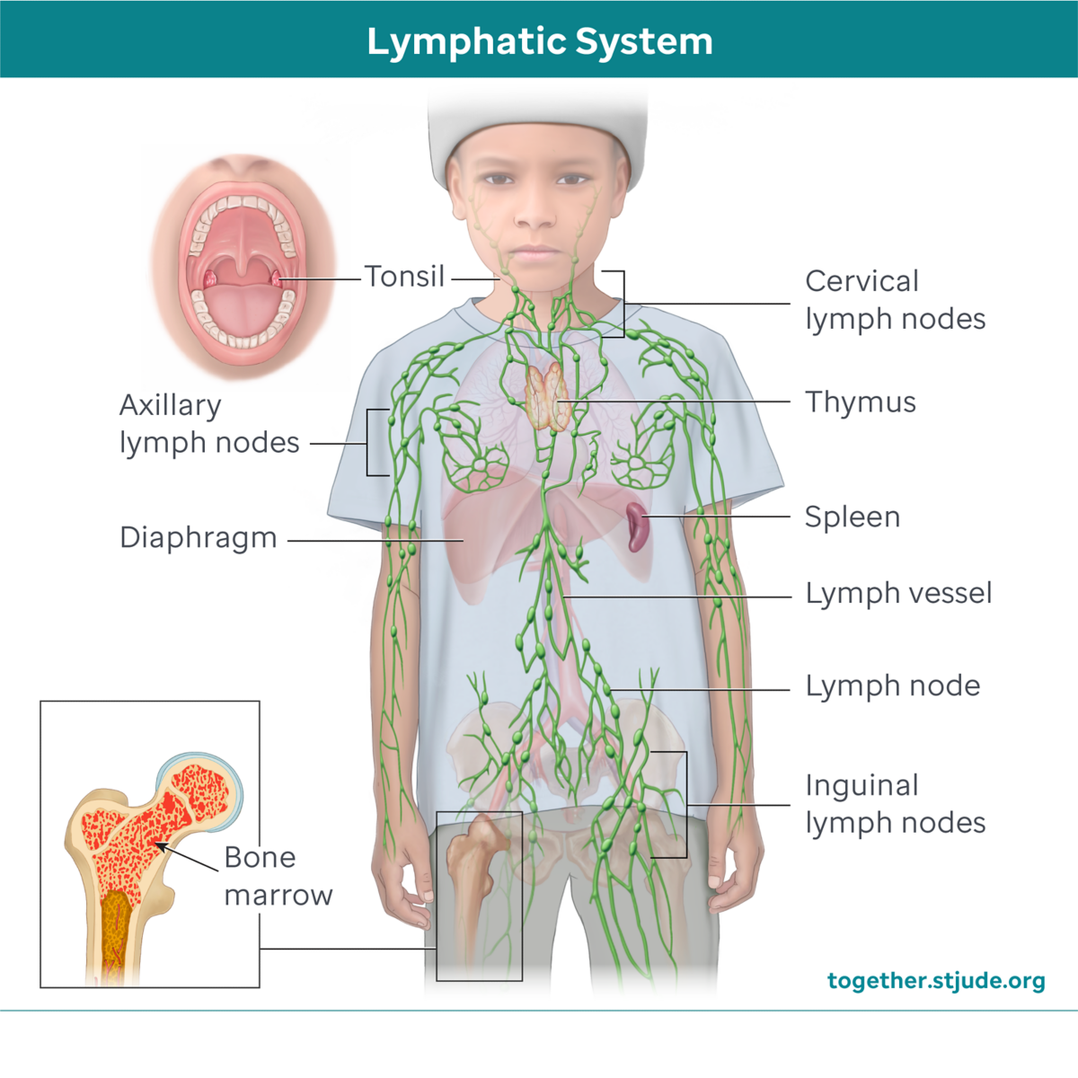 The Immune System - Together by St. Jude™