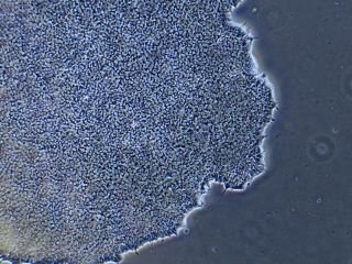 iPSC Core | St. Jude Research