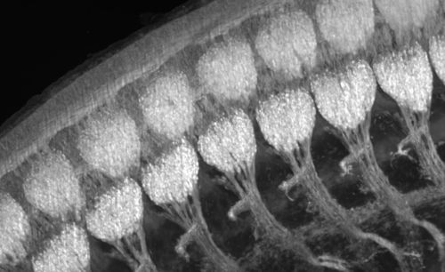 Cell and Tissue Imaging Center | St. Jude Research