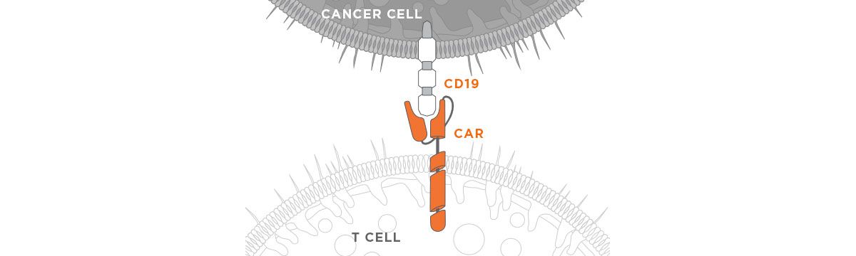 St. Jude's Contribution to Chimeric antigen receptors (CARs) with 4-1BB ...