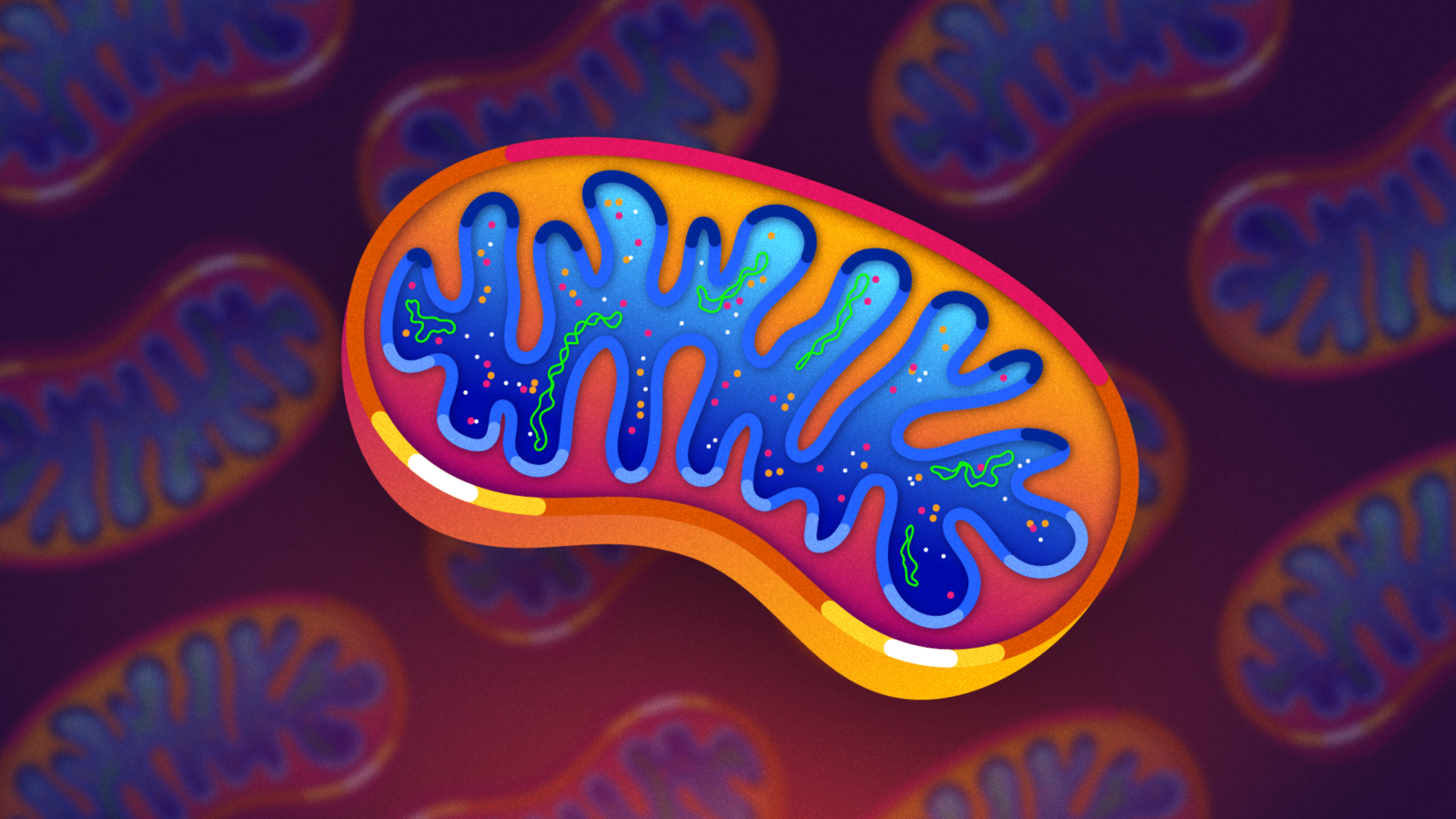 Technology advances unlock the mystery of mitochondrial DNA — our ...